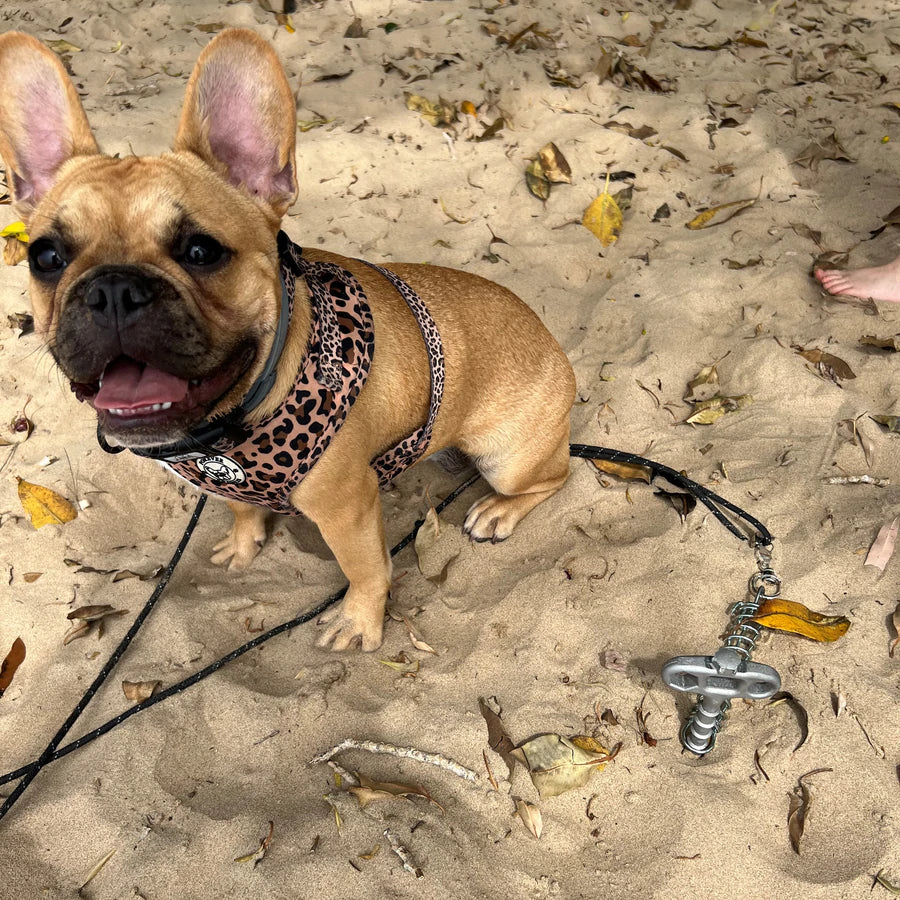 🐕 Camping with your dog 🐕 – Peggy Peg Shop UK
